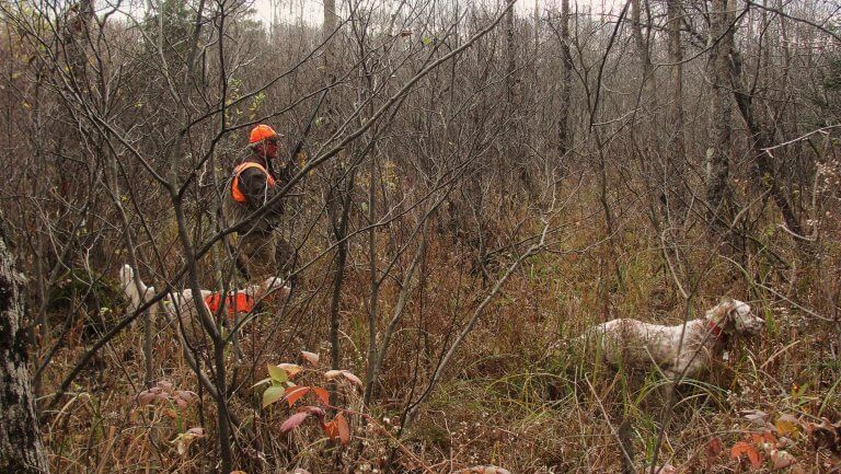 Find the best grouse hunting areas in Michigan | Scout-N-Hunt
